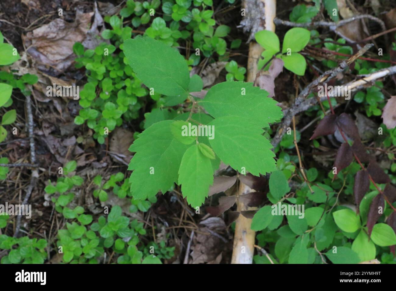 Shinyleaf Meadowsweet (Spiraea lucida Stock Photo - Alamy