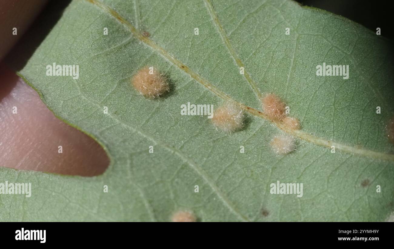 oak flake gall wasp (Neuroterus quercusverrucarum Stock Photo - Alamy