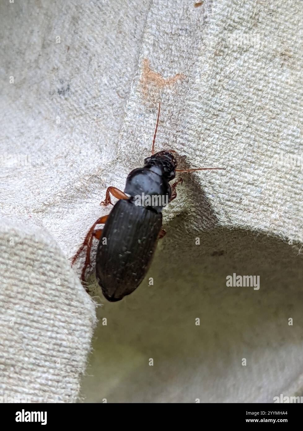Strawberry Seed Beetle (Harpalus rufipes Stock Photo - Alamy