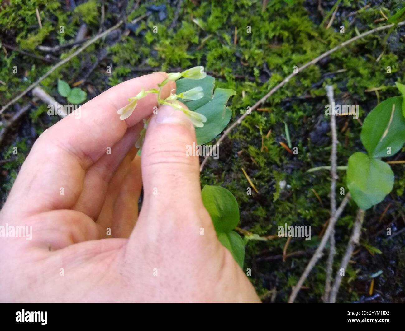 Convallarioides hi-res stock photography and images - Alamy