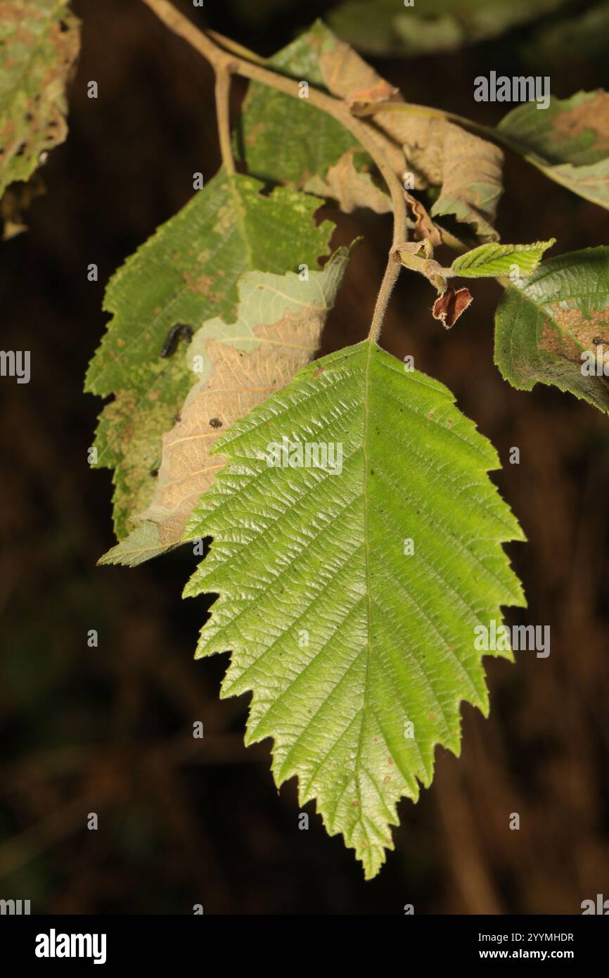 grey alder (Alnus incana Stock Photo - Alamy