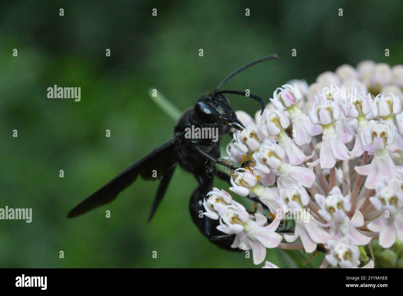 Great Black Digger Wasp (Sphex pensylvanicus Stock Photo - Alamy
