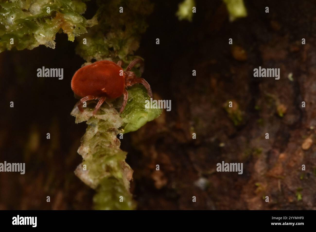 Sumo Mites (Allothrombium Stock Photo - Alamy