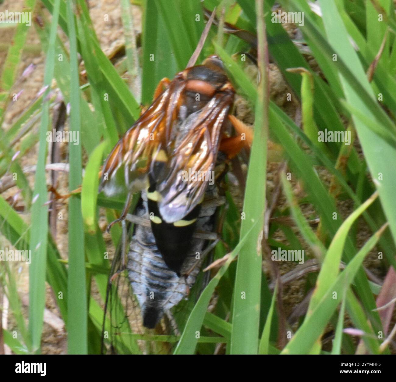 Eastern Cicada-killer Wasp (Sphecius speciosus Stock Photo - Alamy