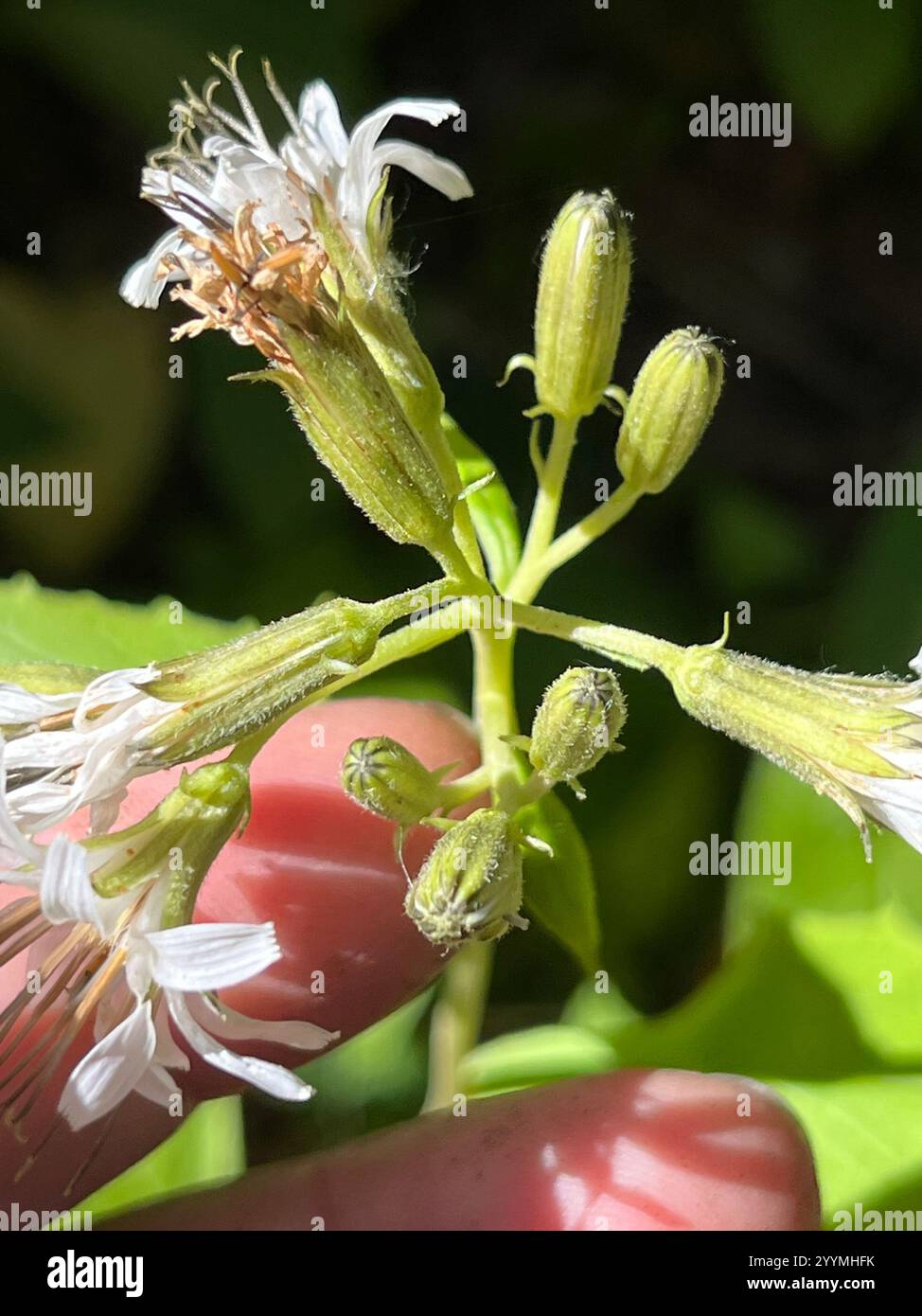 western rattlesnake root (Nabalus alatus Stock Photo - Alamy
