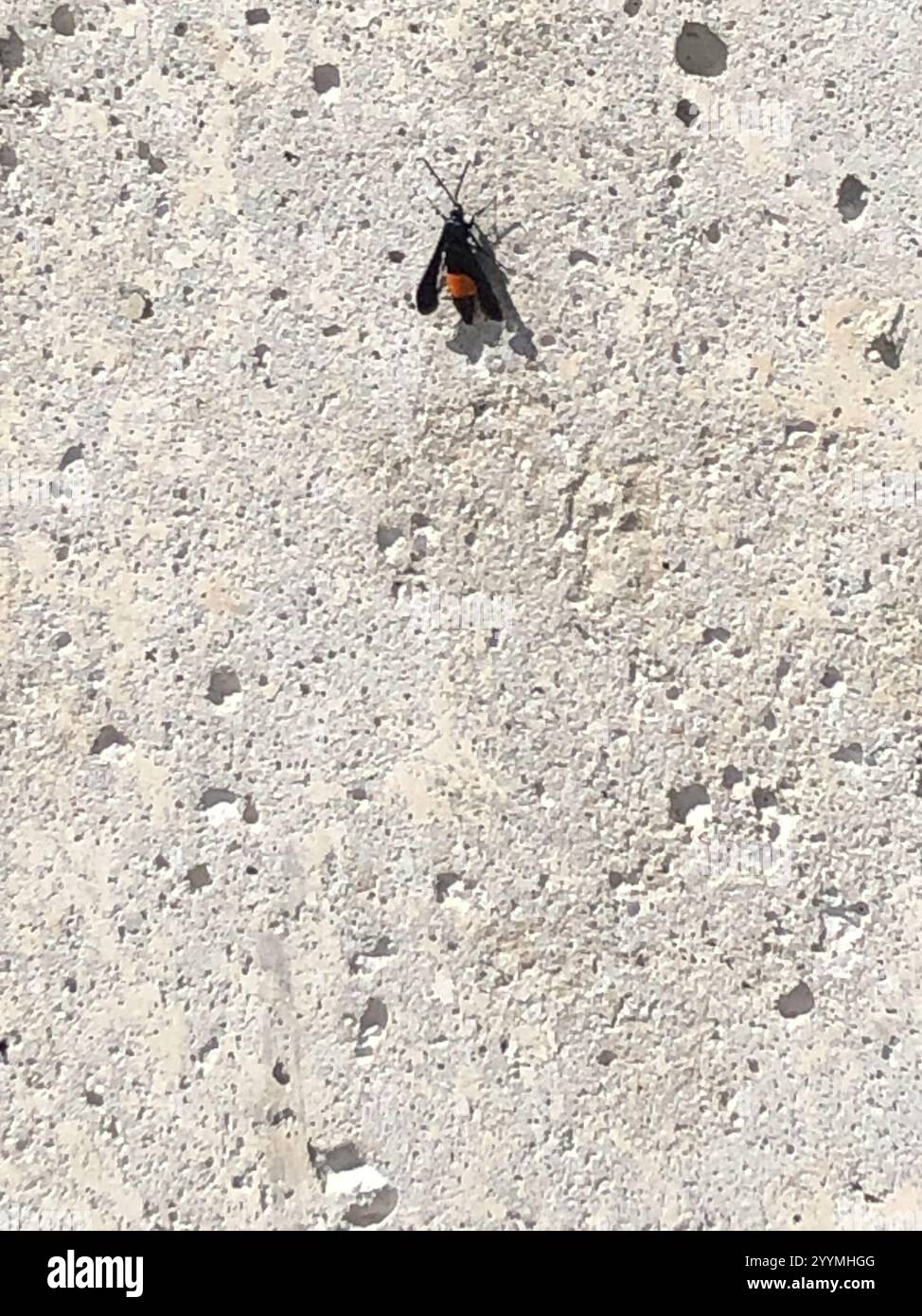 Peachtree Borer Moth (Synanthedon exitiosa Stock Photo - Alamy