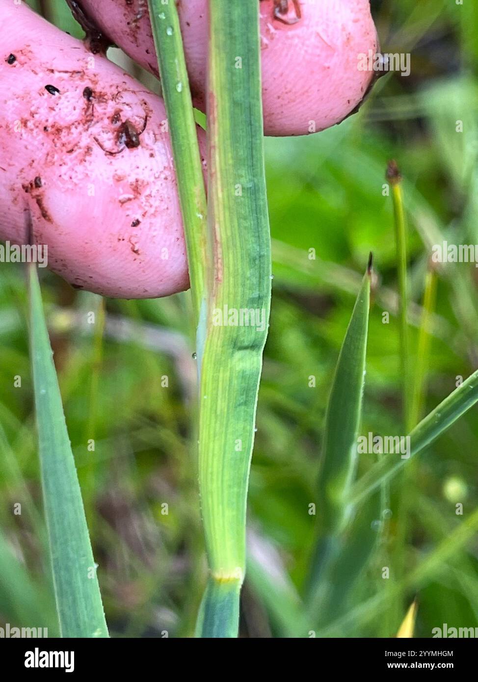 dagger rush (Juncus ensifolius Stock Photo - Alamy