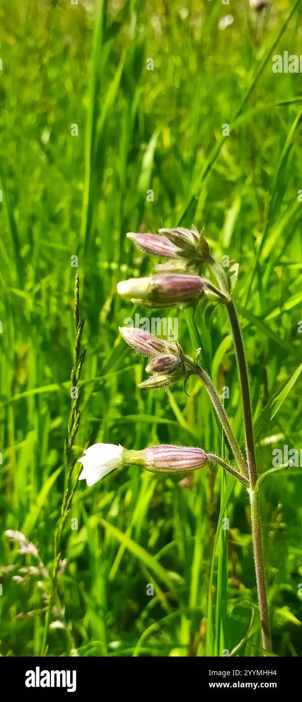 evening lychnis (Silene latifolia alba Stock Photo - Alamy