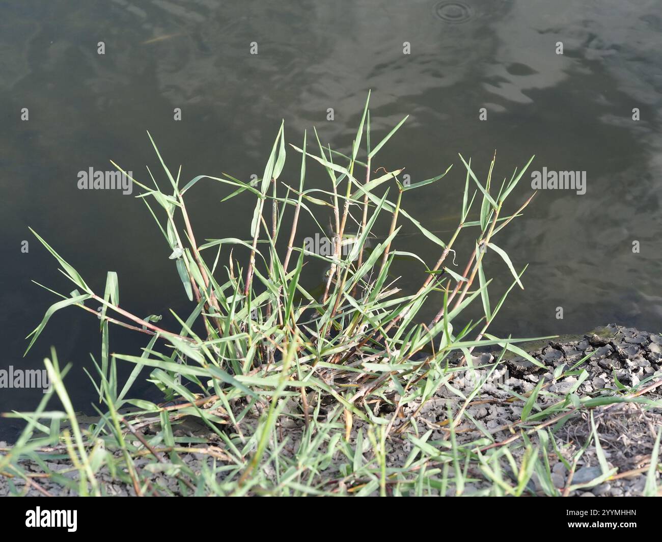Taranui (Paspalum orbiculare Stock Photo - Alamy