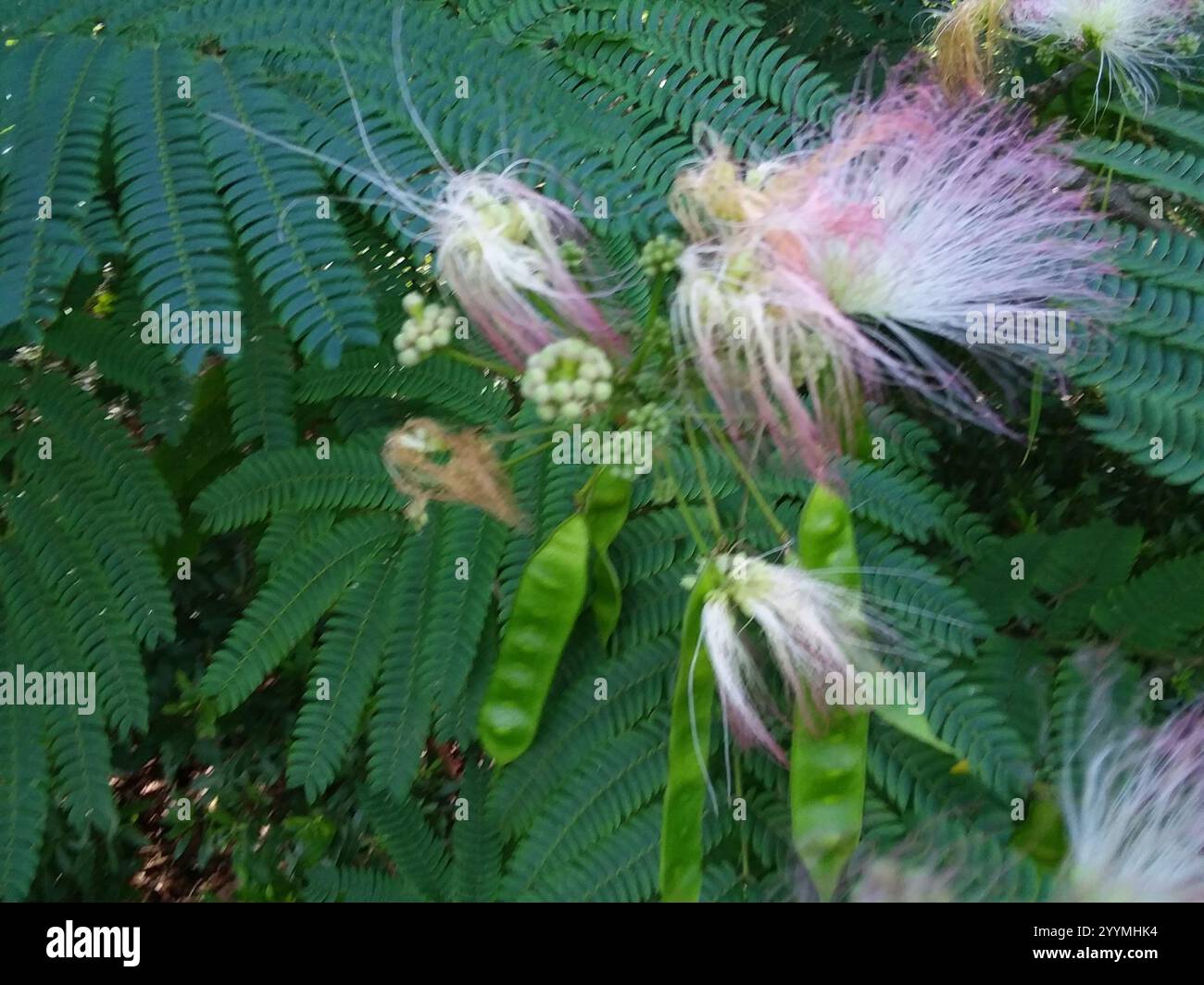 Persian silk tree (Albizia julibrissin Stock Photo - Alamy