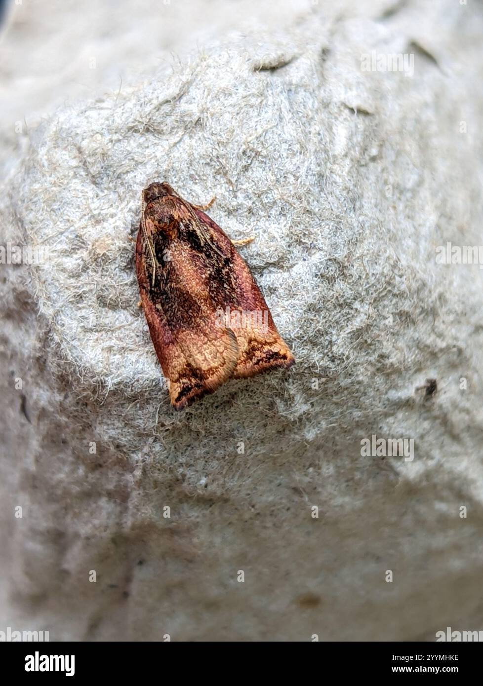 Archips podana hi-res stock photography and images - Alamy