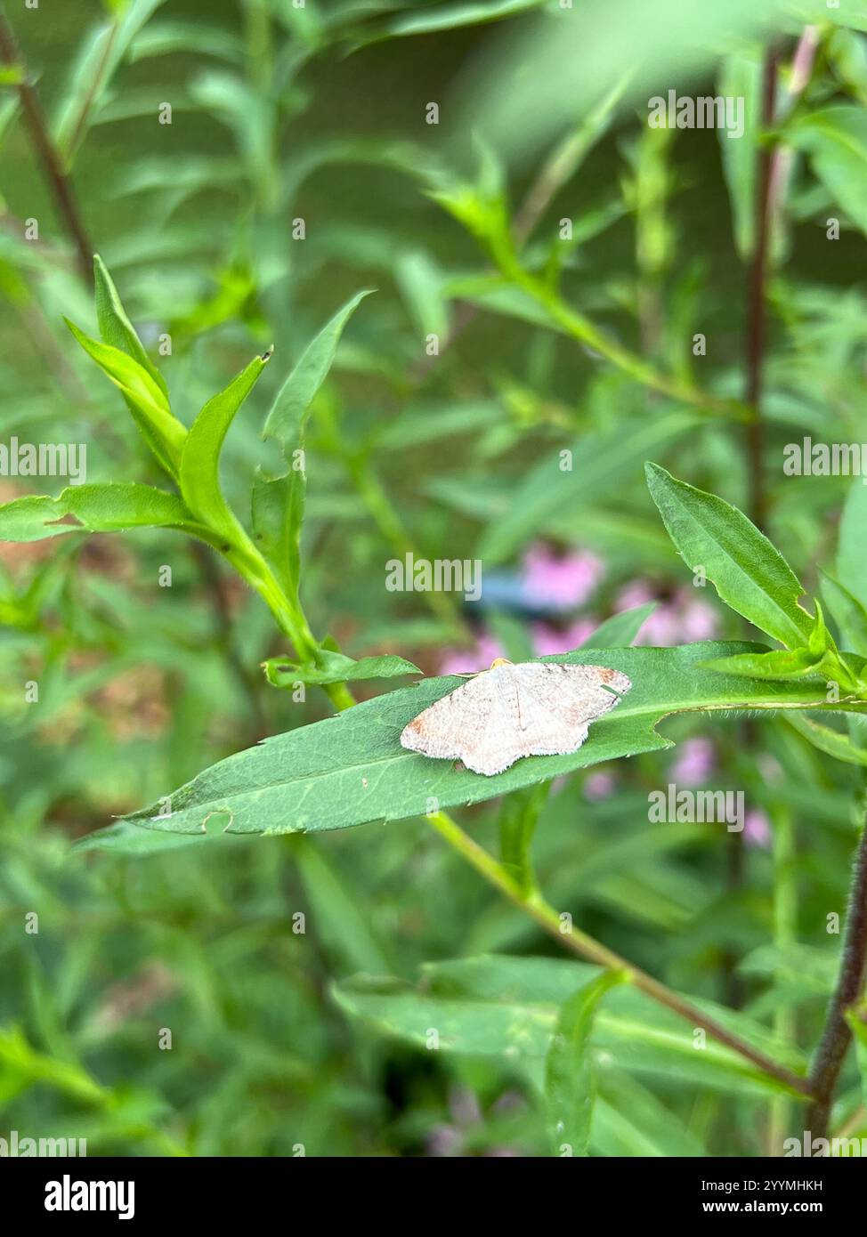 Geometer Moths (Geometridae Stock Photo - Alamy