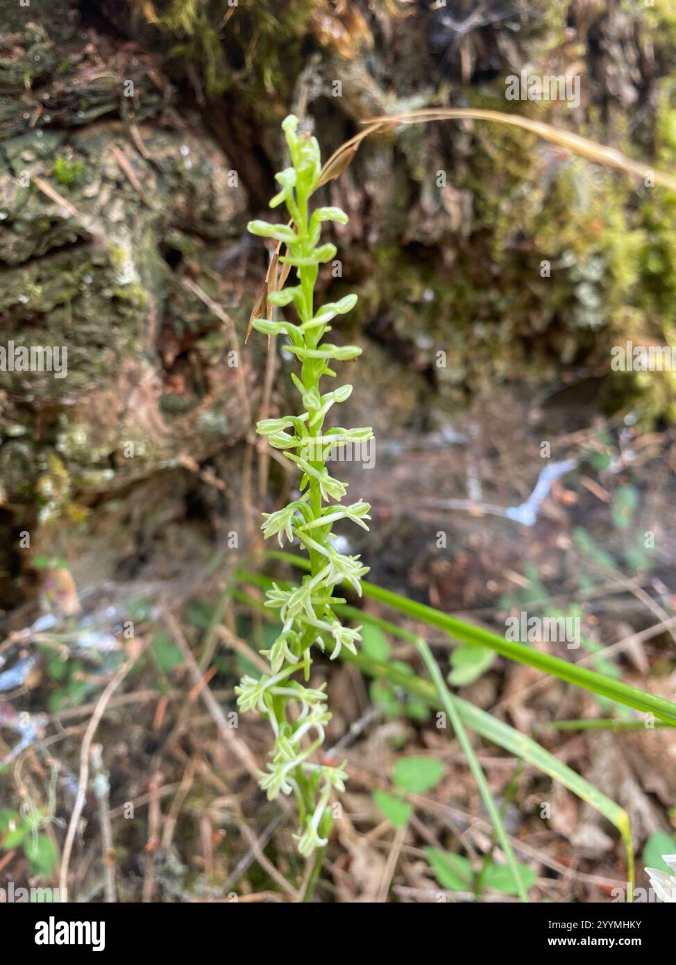 Flat Spurred Piperia (Platanthera transversa Stock Photo - Alamy