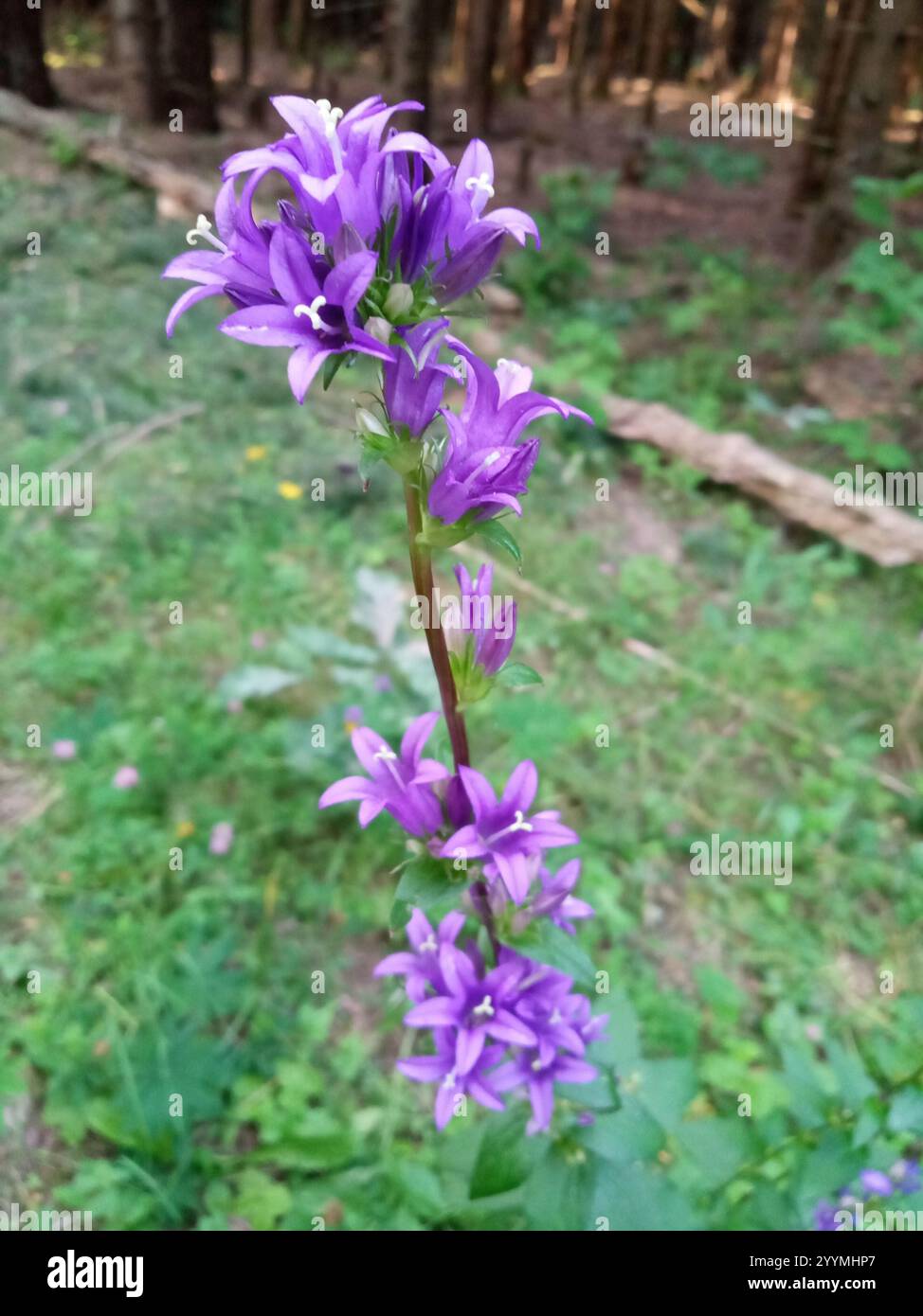 clustered bellflower (Campanula glomerata Stock Photo - Alamy