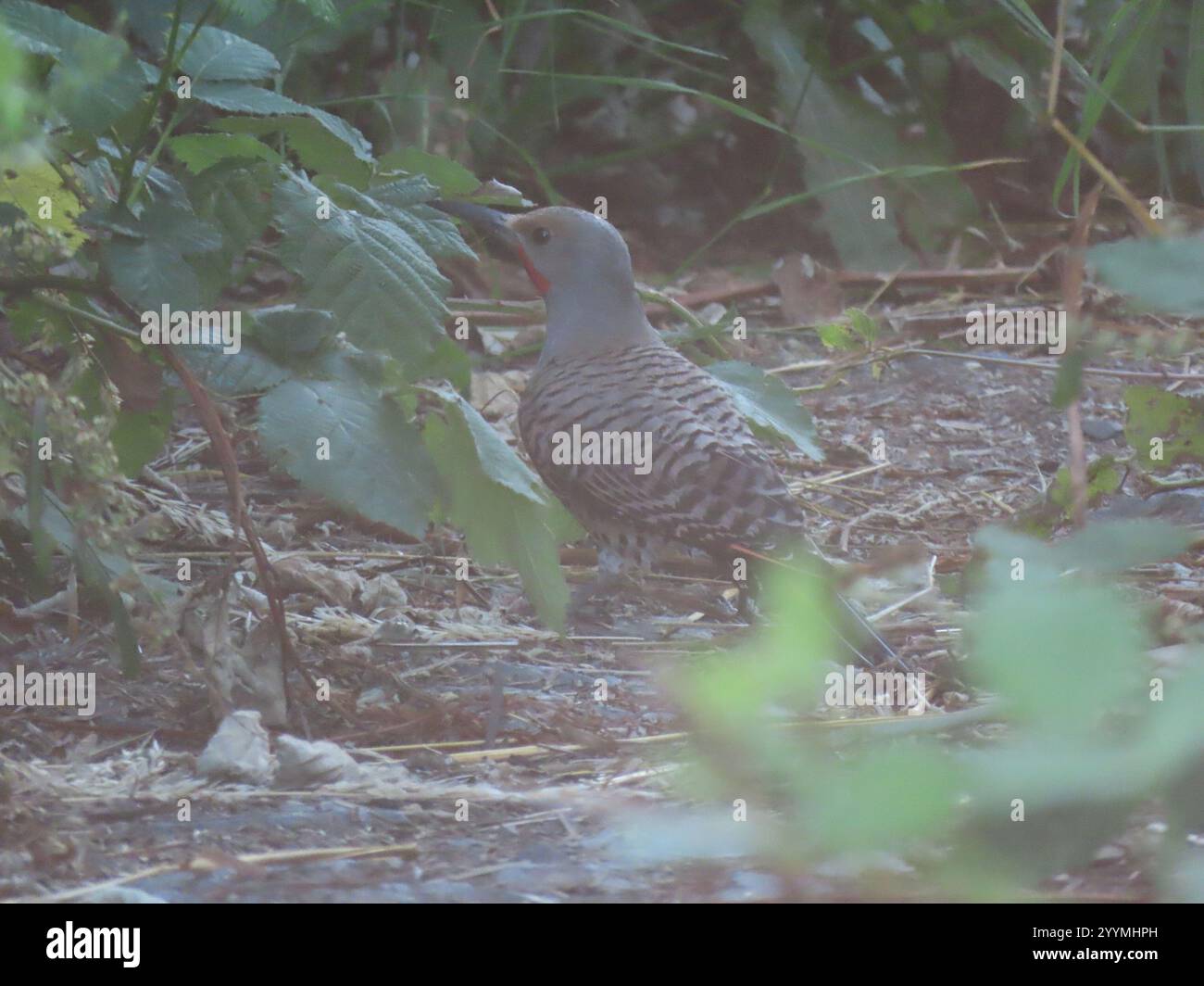 Northern Flicker (Colaptes auratus Stock Photo - Alamy