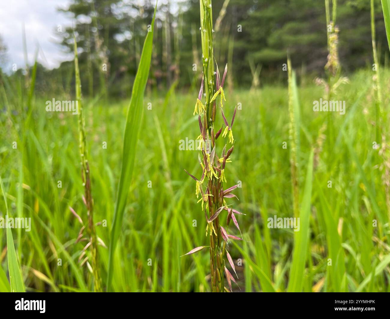 northern wild rice (Zizania palustris Stock Photo - Alamy