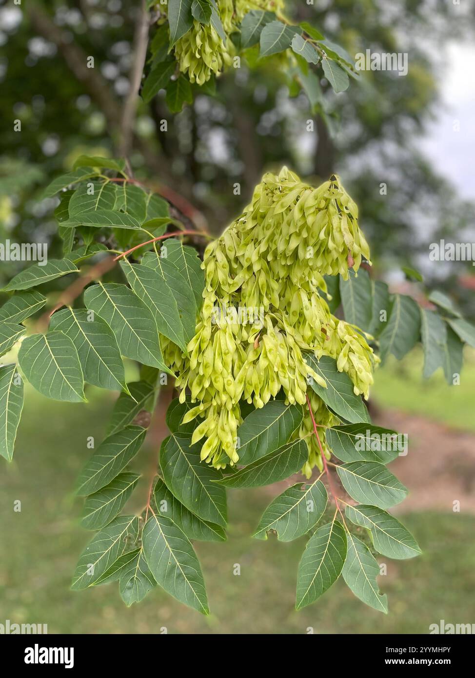 tree-of-heaven (Ailanthus altissima Stock Photo - Alamy