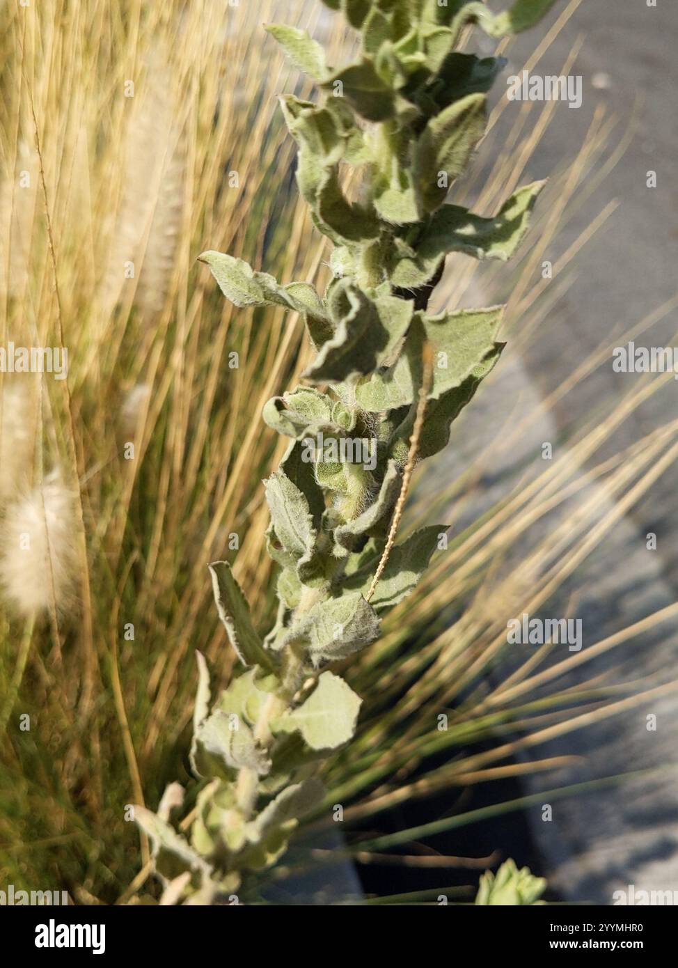 Telegraphweed (Heterotheca grandiflora Stock Photo - Alamy