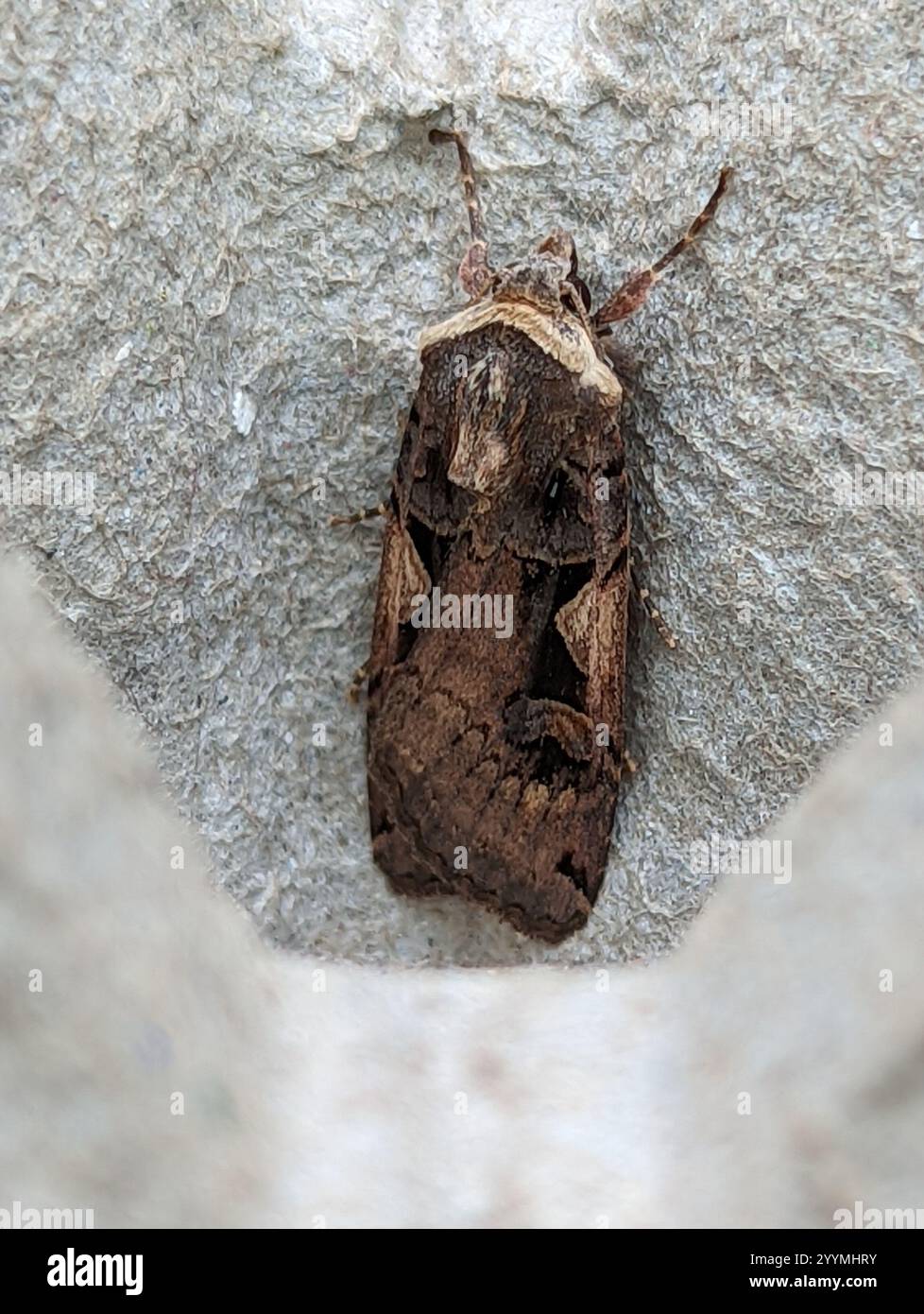 Setaceous Hebrew Character (Xestia c-nigrum Stock Photo - Alamy