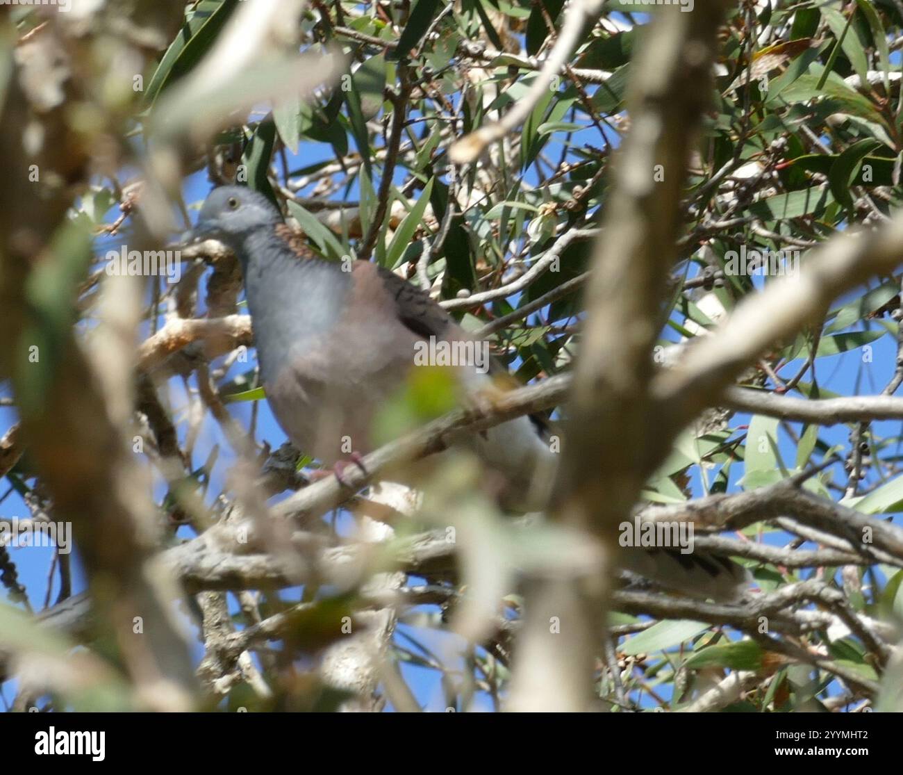 Bar-shouldered Dove (Geopelia humeralis Stock Photo - Alamy