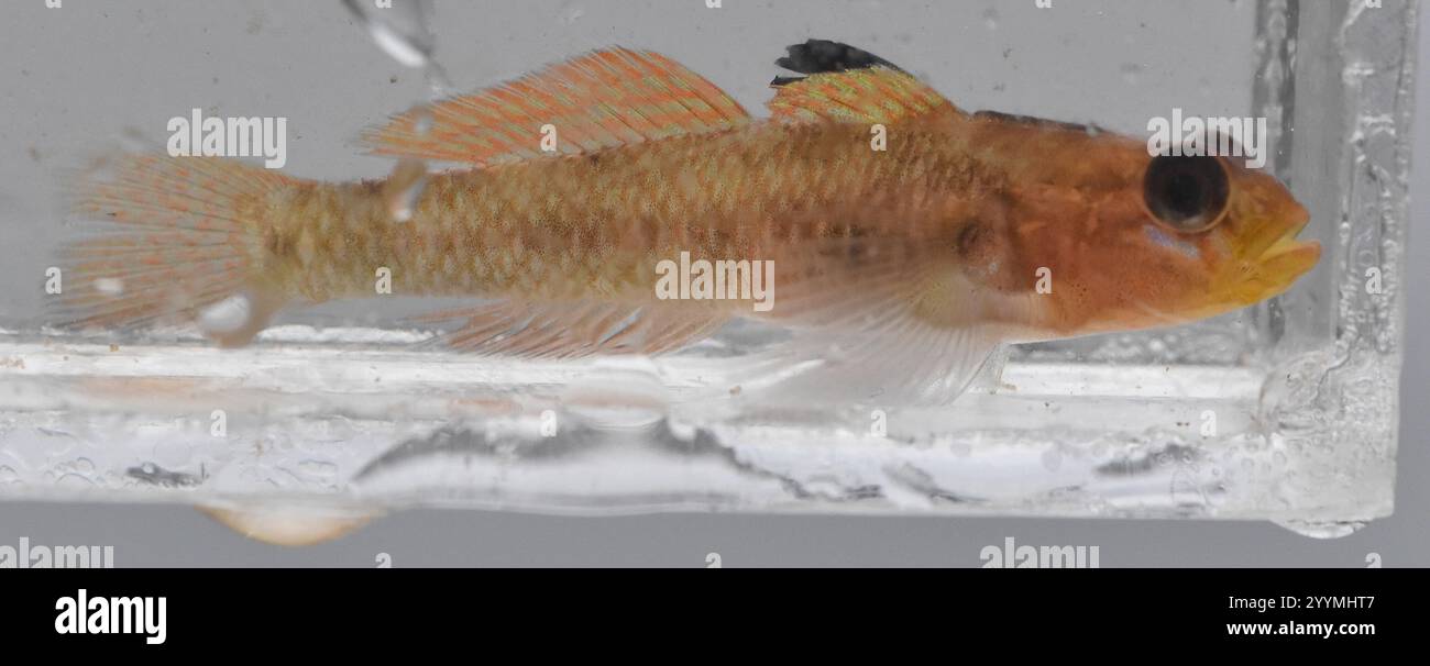 Blackeye Goby (Rhinogobiops nicholsii Stock Photo - Alamy