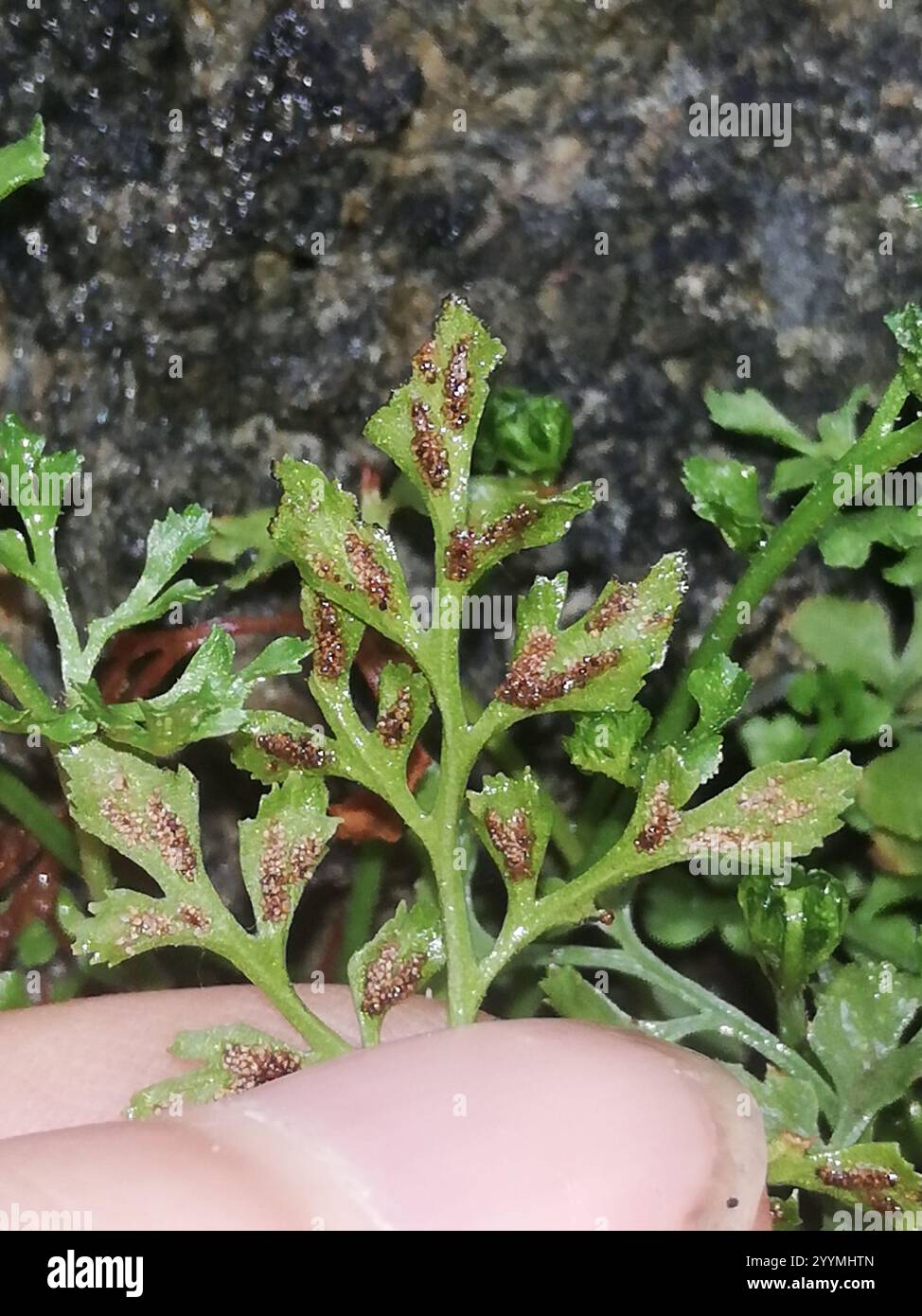 wall-rue (Asplenium ruta-muraria Stock Photo - Alamy