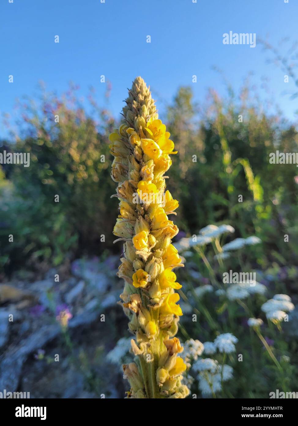 great mullein (Verbascum thapsus Stock Photo - Alamy