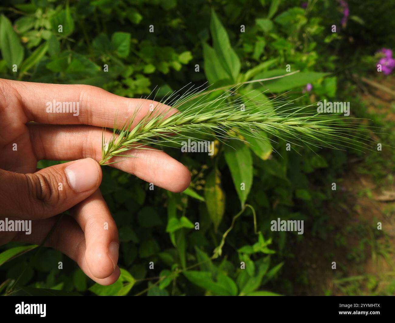 river wild rye (Elymus riparius Stock Photo - Alamy