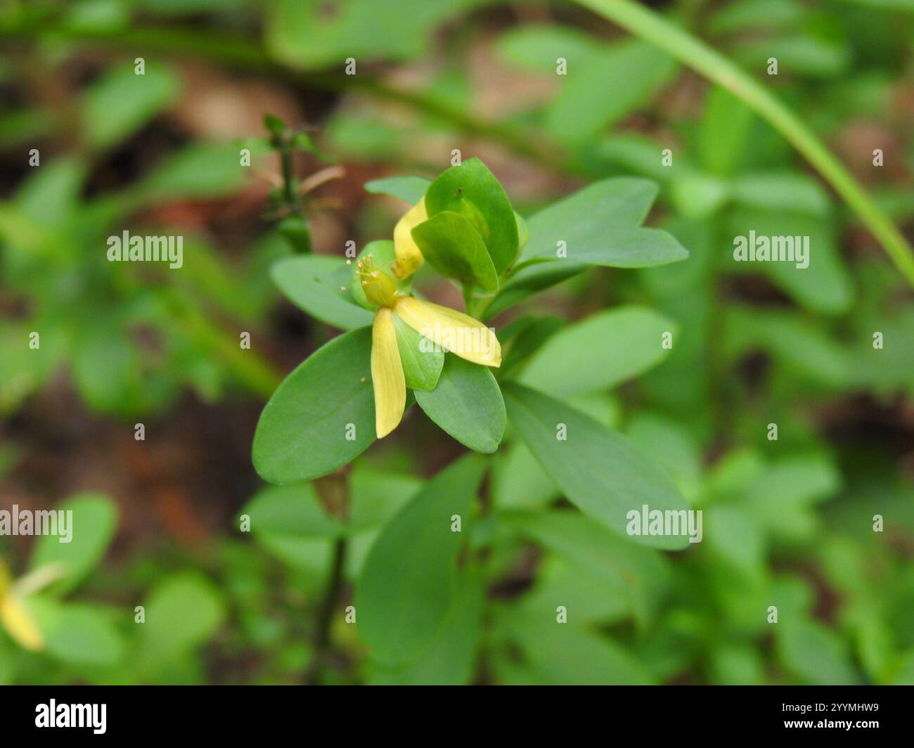low St. John's wort (Hypericum stragulum Stock Photo - Alamy
