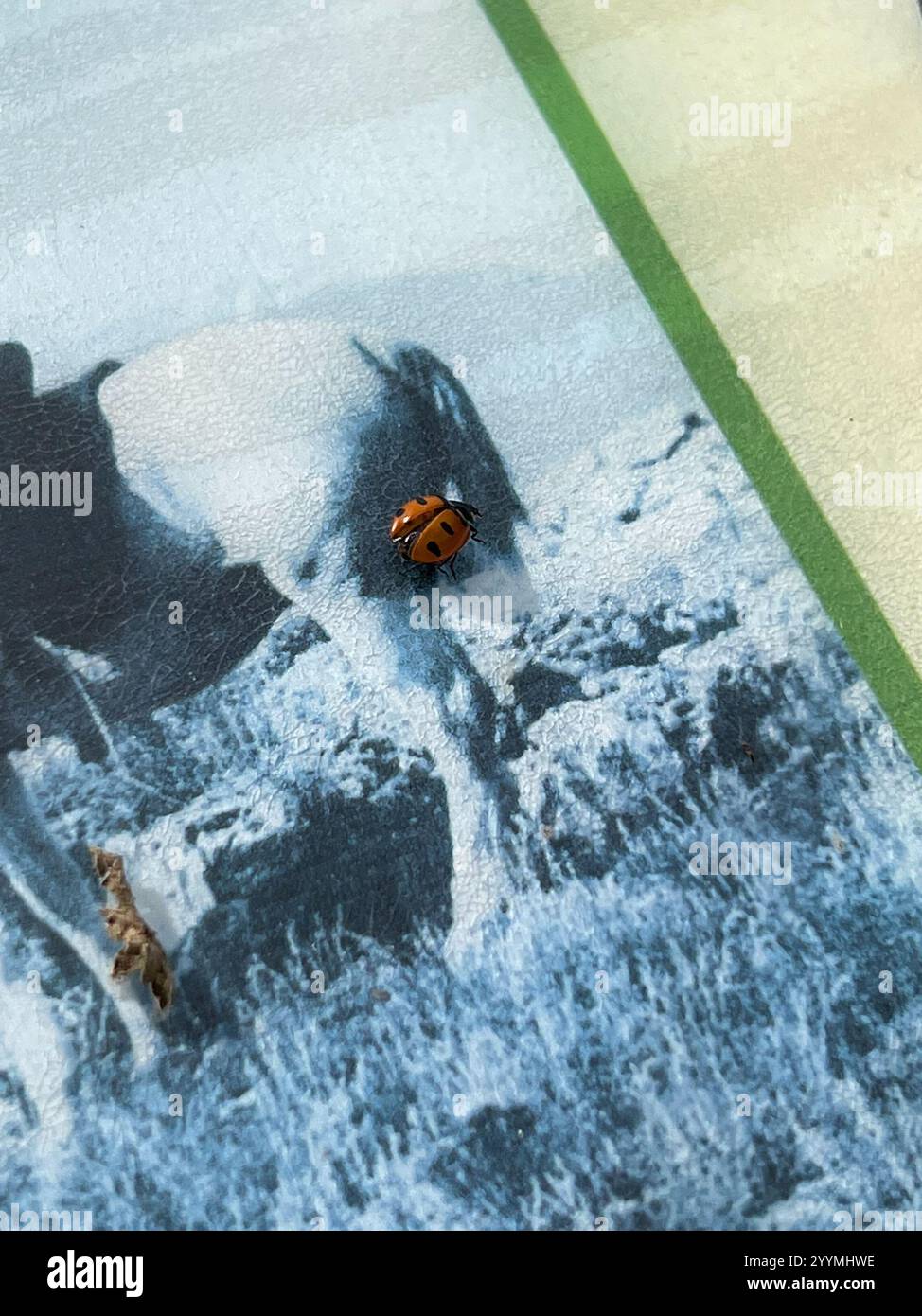 Transverse Lady Beetle (Coccinella transversoguttata Stock Photo - Alamy