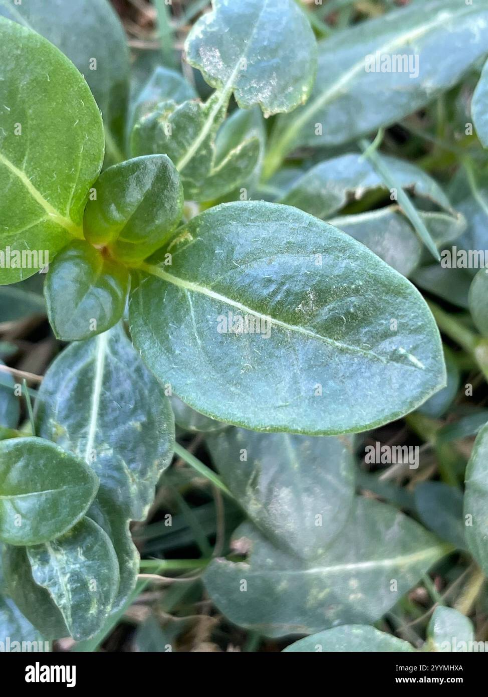 mat chaff-flower (Alternanthera caracasana Stock Photo - Alamy