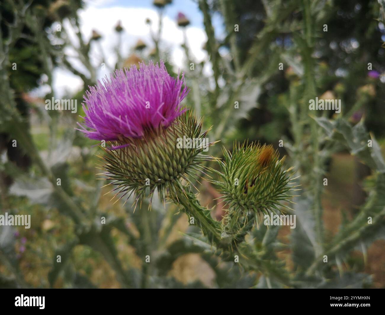 cotton thistle (Onopordum acanthium Stock Photo - Alamy