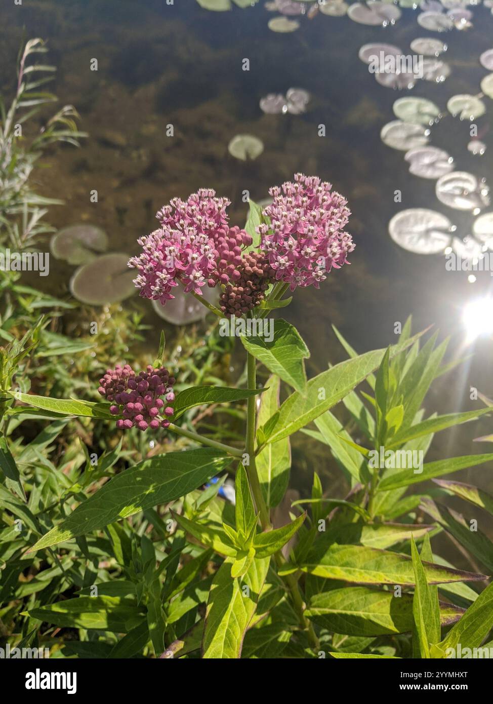 swamp milkweed (Asclepias incarnata Stock Photo - Alamy