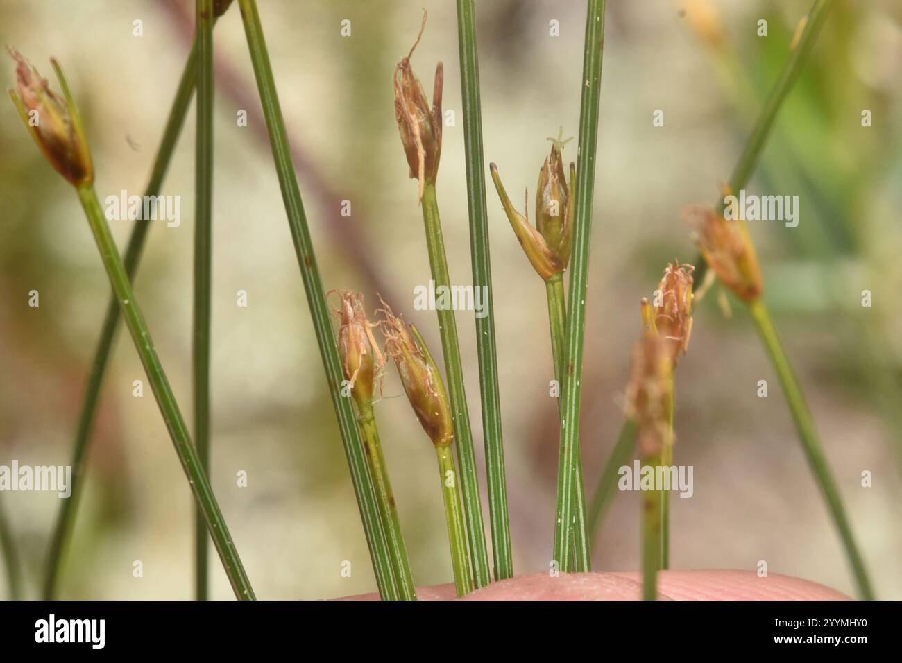 Trichophorum cespitosum hi-res stock photography and images - Alamy