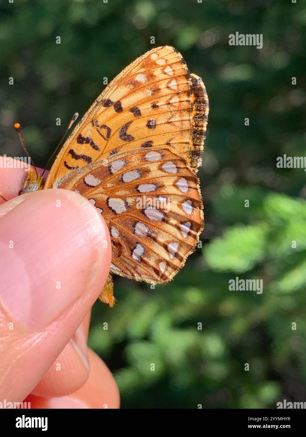 Northwestern fritillary hi-res stock photography and images - Alamy