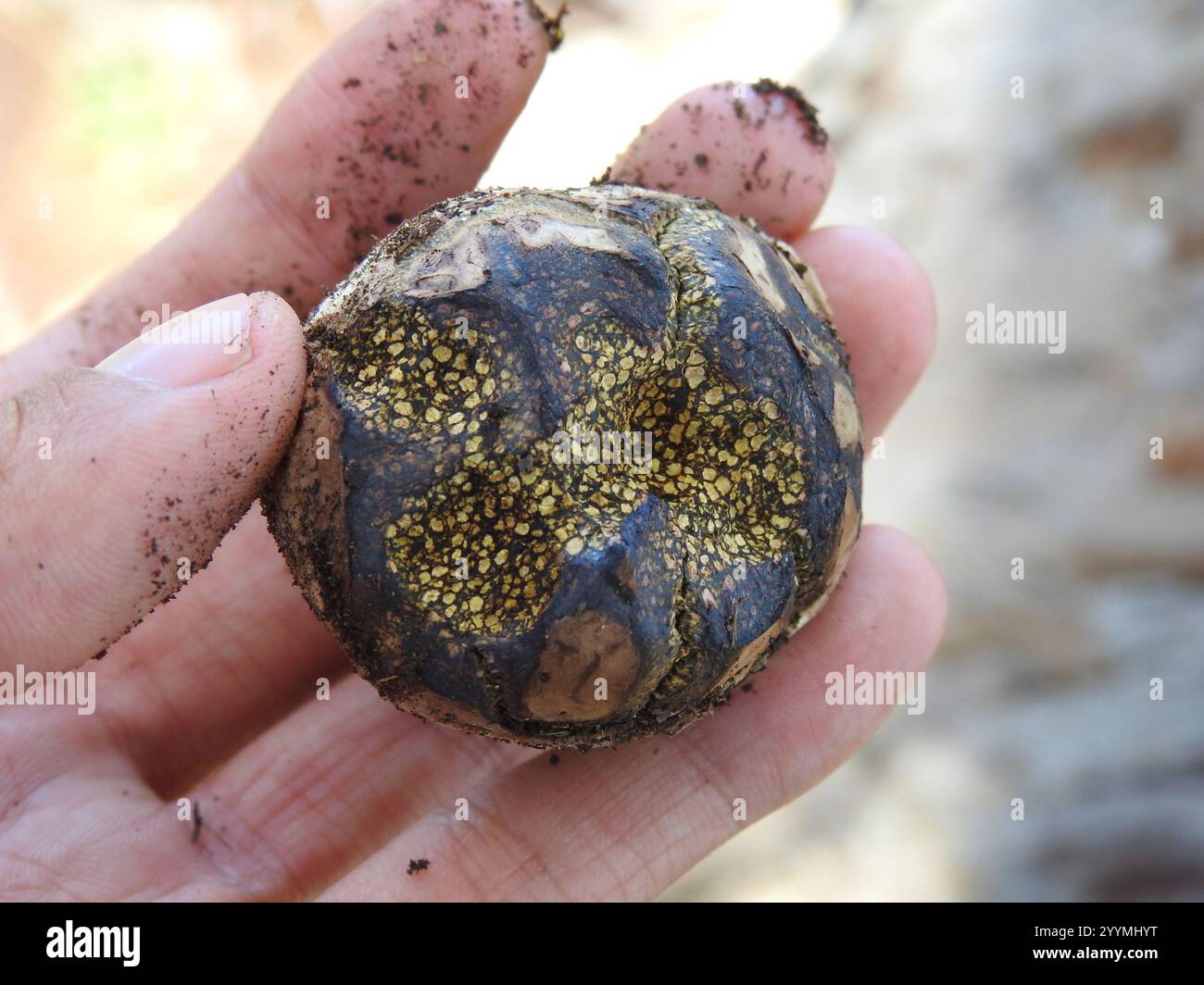 Dyeball (Pisolithus arhizus Stock Photo - Alamy