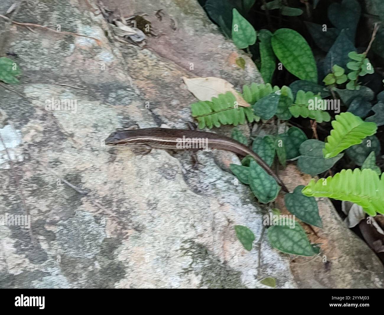 Indian forest skink hi-res stock photography and images - Alamy