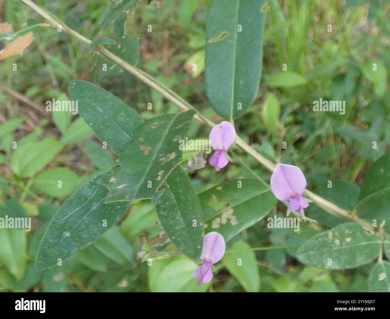 eastern milk-pea (Galactia regularis Stock Photo - Alamy