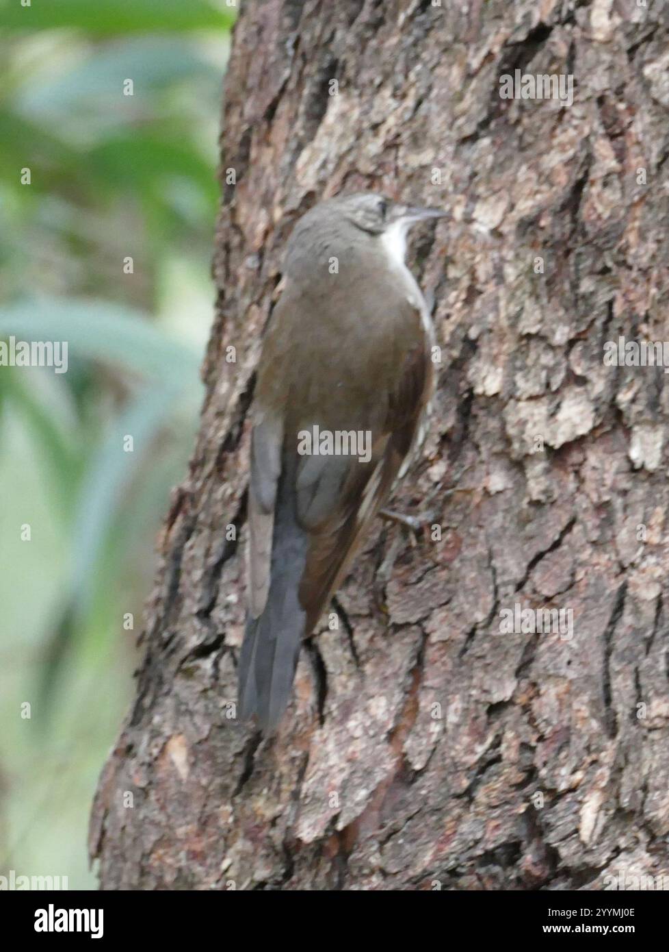 White-throated Treecreeper (Cormobates leucophaea Stock Photo - Alamy