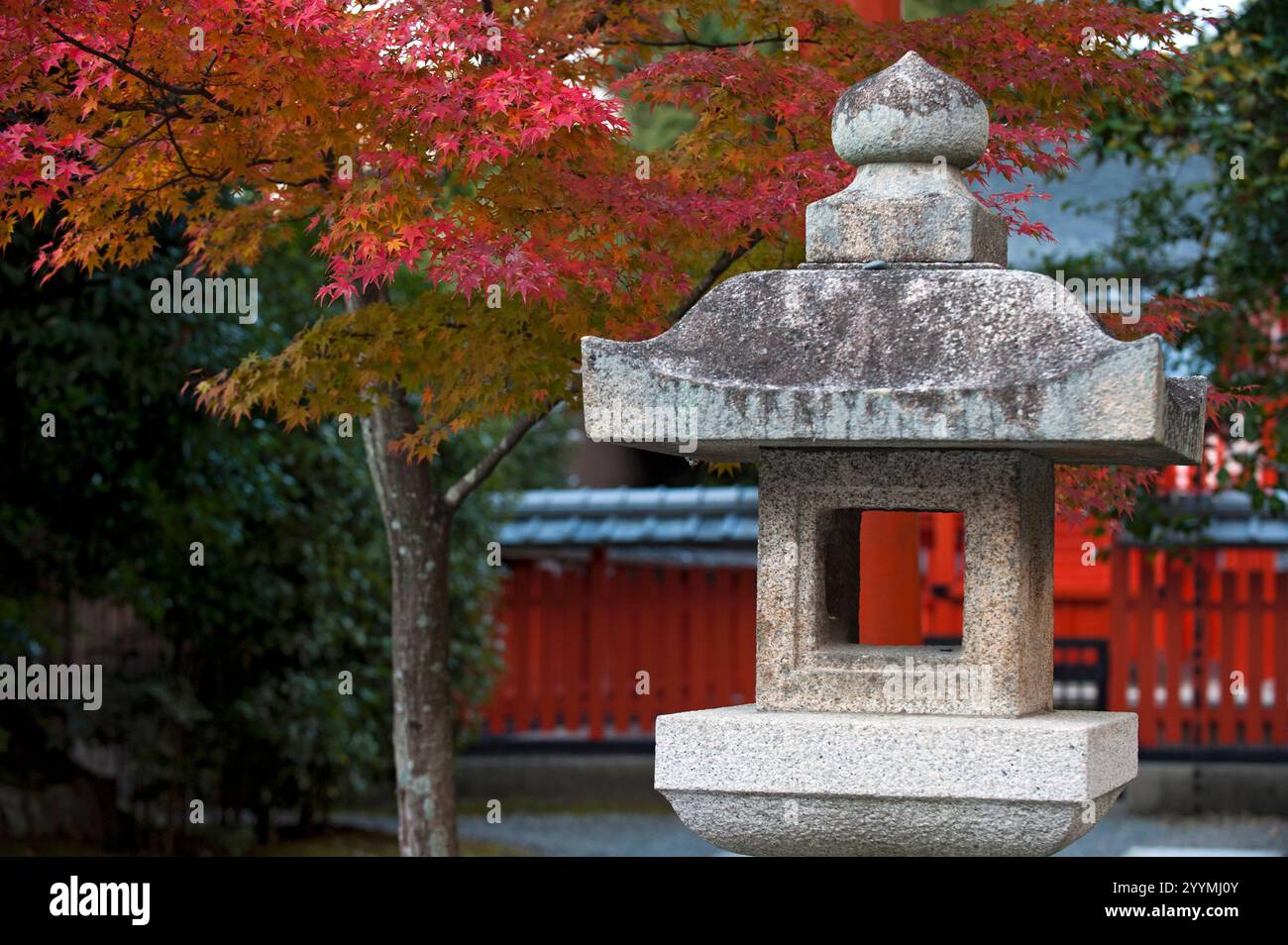 Bright red autumn maple trees highlight Tenryuji Hachimangu Shinto ...