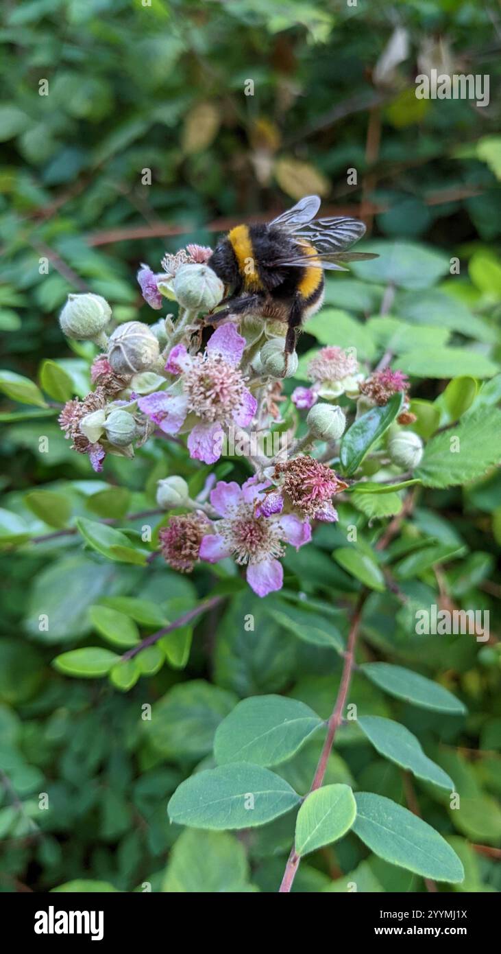 Buff-tailed Bumble Bee (Bombus terrestris Stock Photo - Alamy