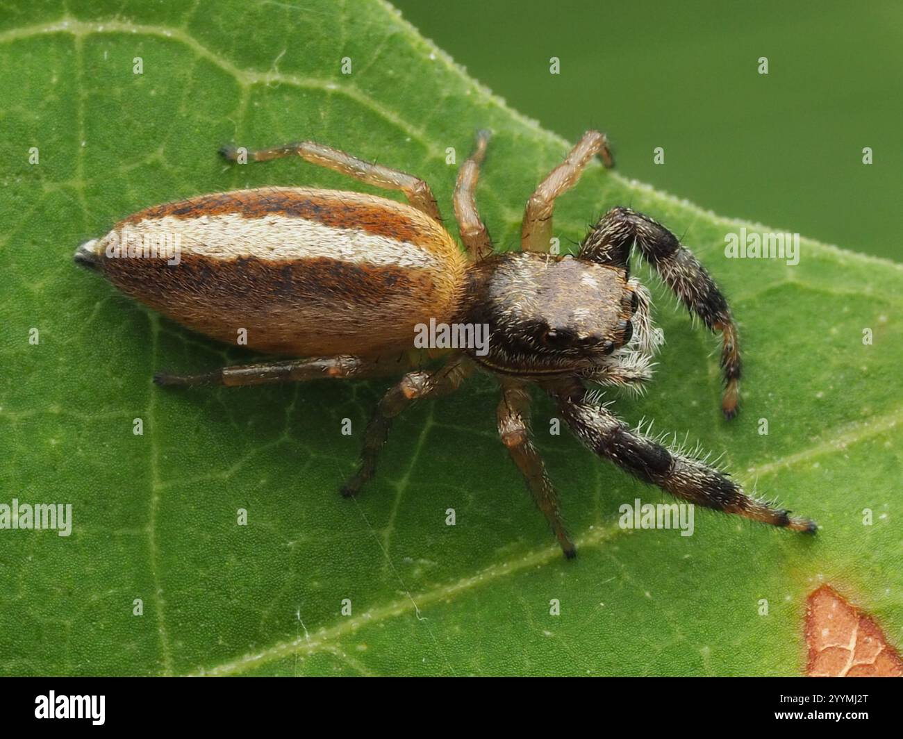 Short-bellied Slender Jumping Spider (Marpissa formosa Stock Photo - Alamy