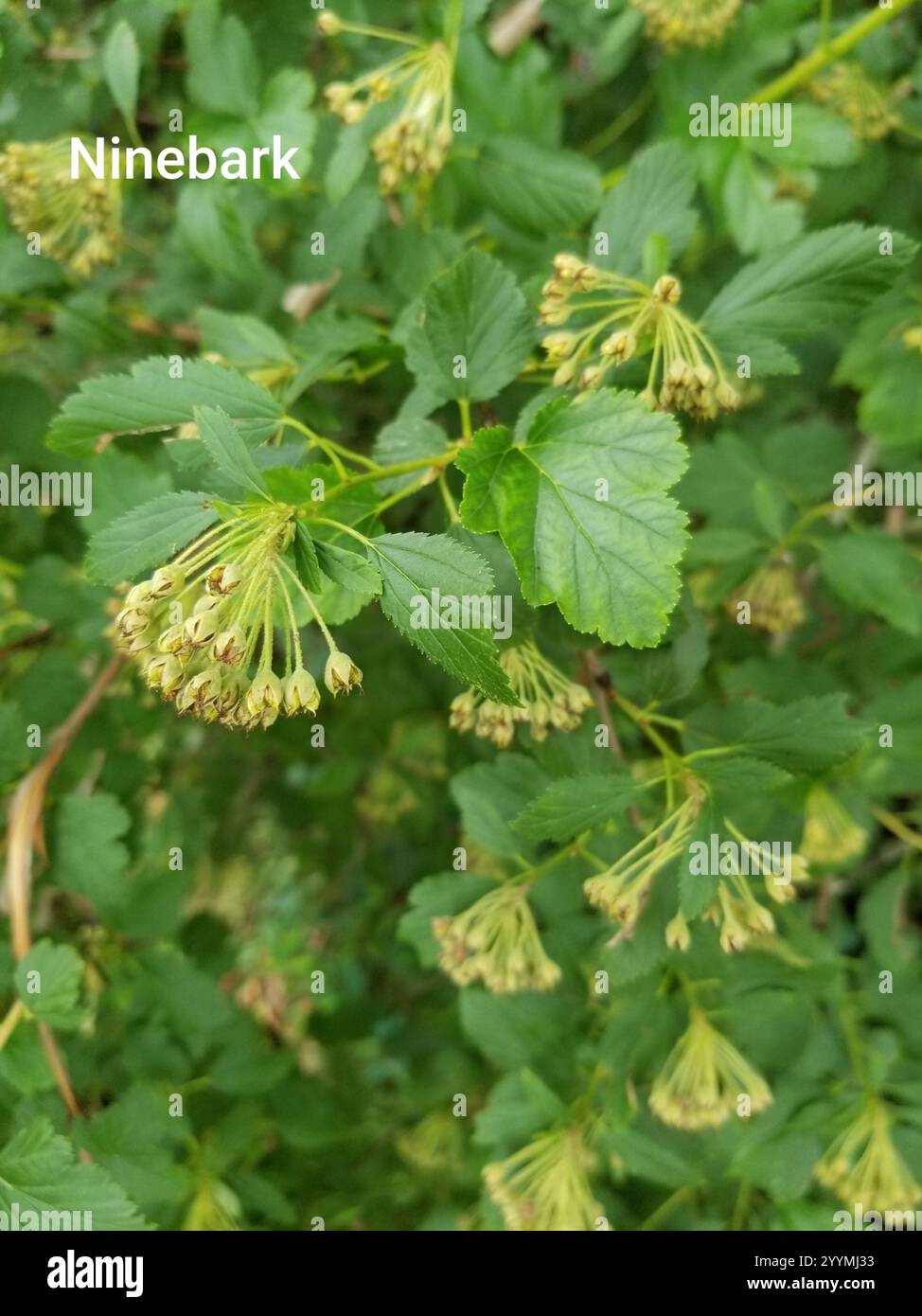 common ninebark (Physocarpus opulifolius Stock Photo - Alamy