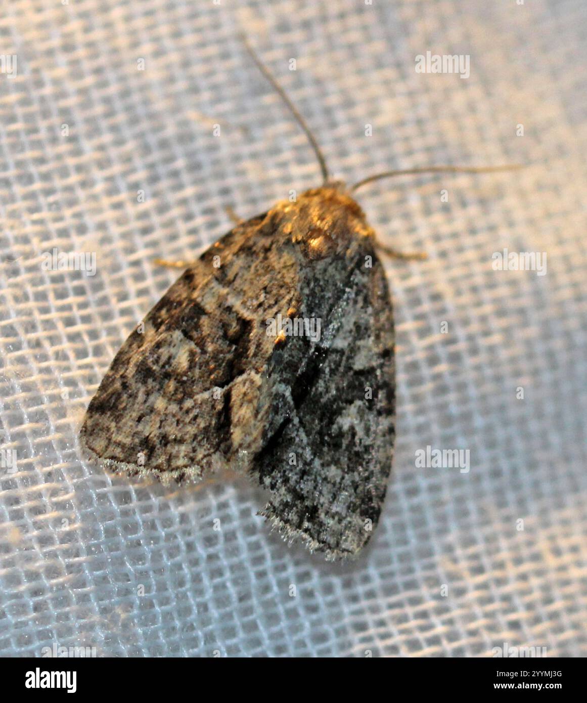 Exhausted Brocade (Neoligia exhausta Stock Photo - Alamy