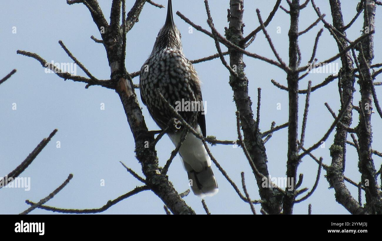 Northern Nutcracker (Nucifraga caryocatactes Stock Photo - Alamy