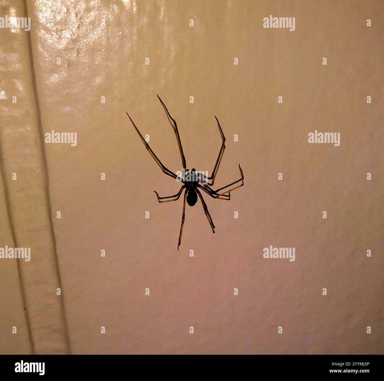 Typical Spiders (Araneomorphae Stock Photo - Alamy