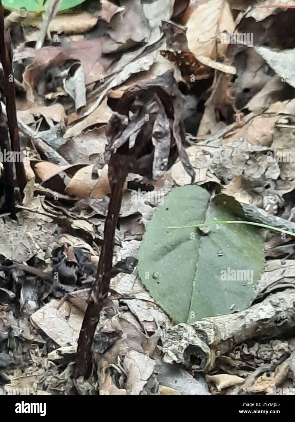 Ghost Pipe (Monotropa uniflora Stock Photo - Alamy
