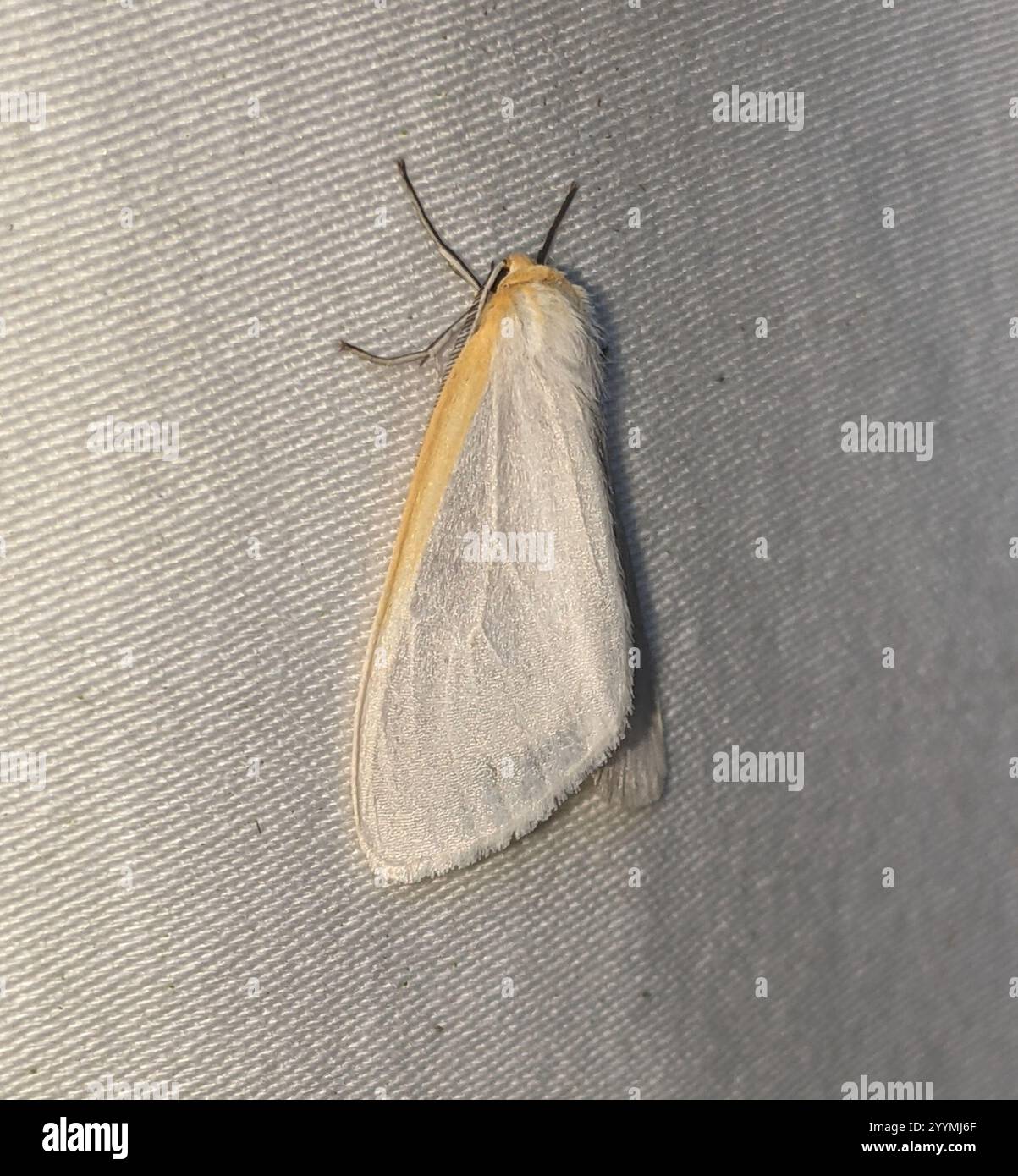 Delicate Cycnia Moth (Cycnia tenera Stock Photo - Alamy