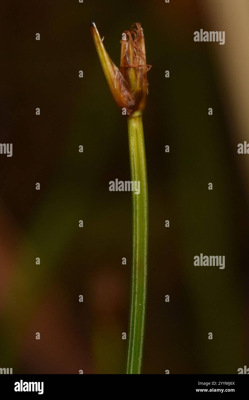 Trichophorum cespitosum hi-res stock photography and images - Alamy