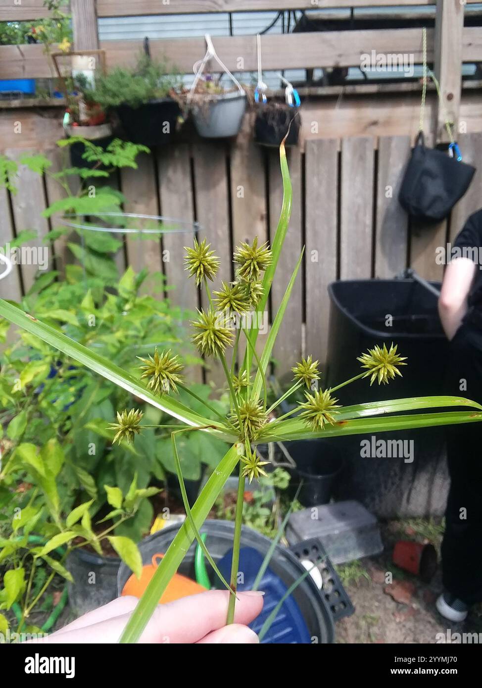 Baldwin's Flatsedge (Cyperus croceus Stock Photo - Alamy